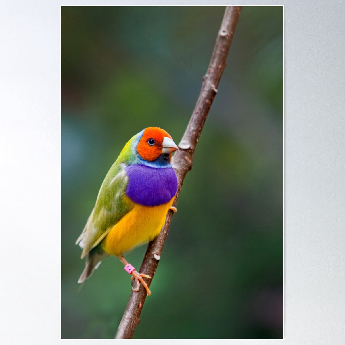 Colorful Peep Poster Wall Art, Modern Wall Decor For Living Room ...