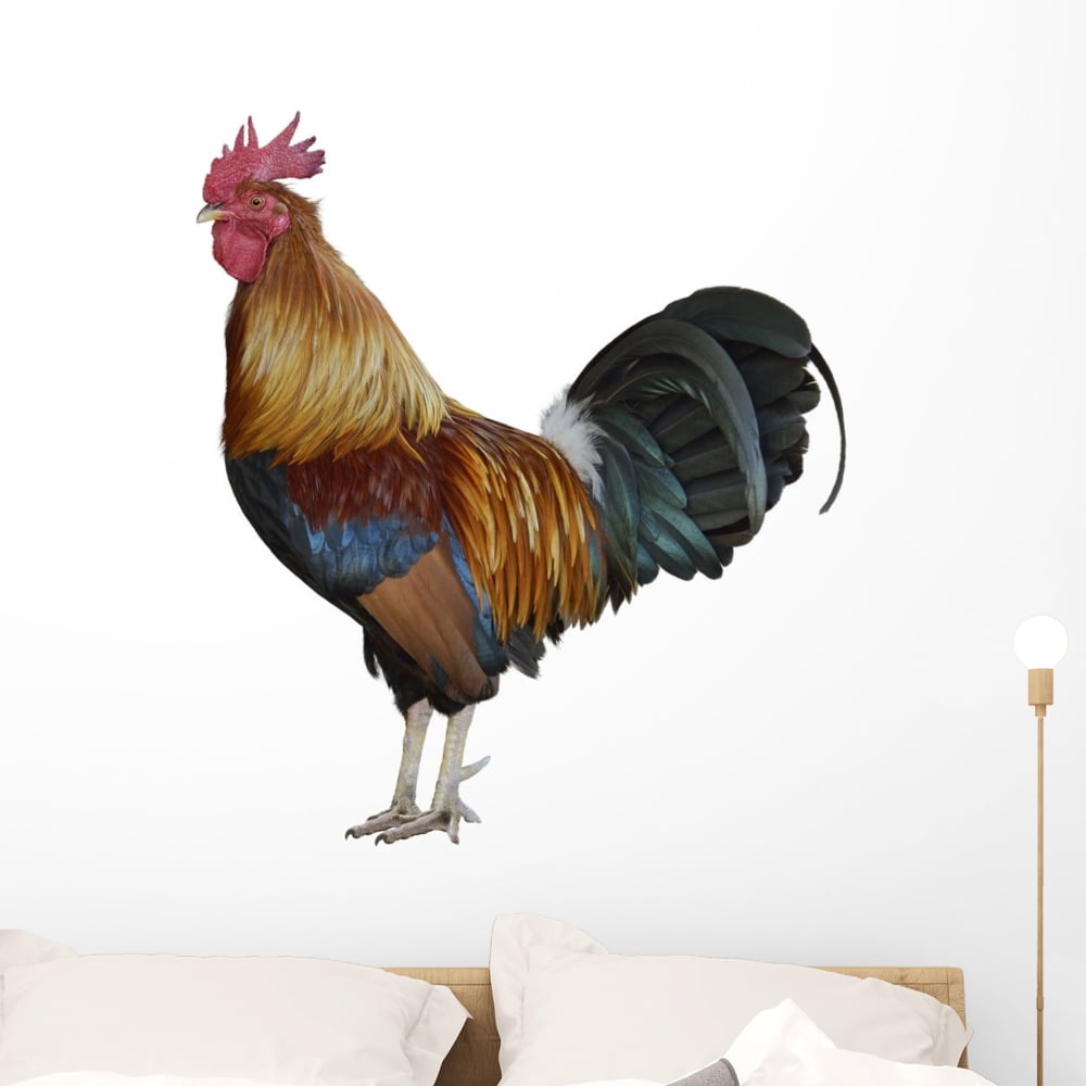 Colorful Rooster Wall Mural by Wallmonkeys Peel and Stick Graphic (36 ...