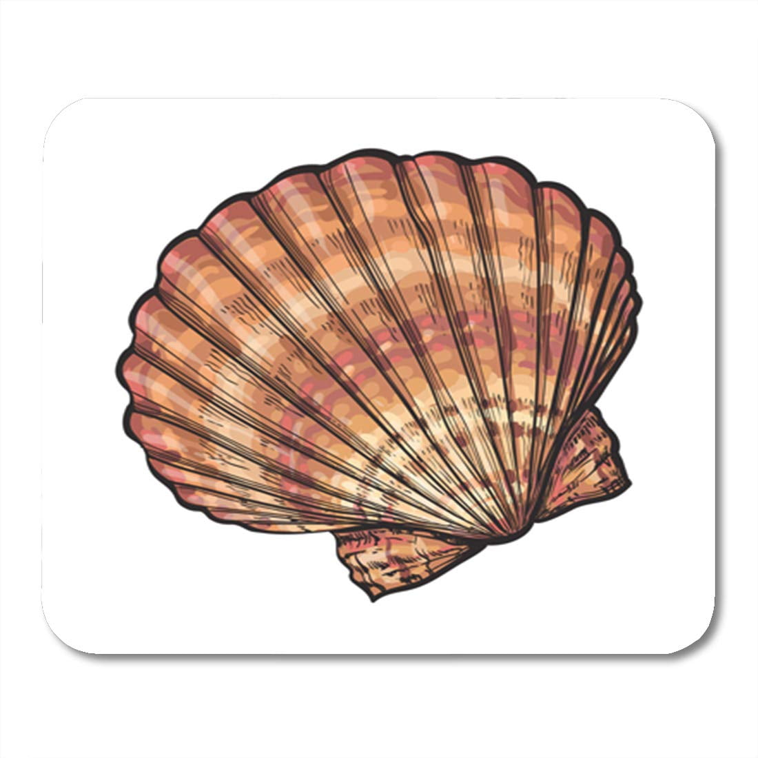 Colorful Scallop Sea Shell Sketch Realistic of Saltwater Seashell ...