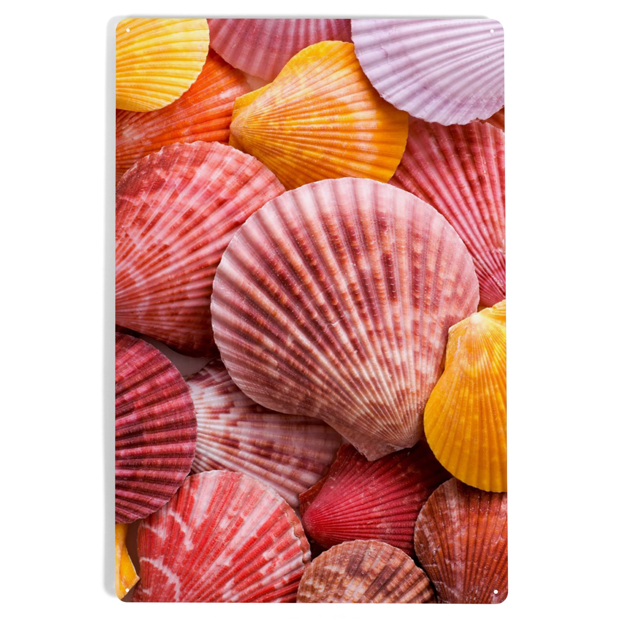 Colorful Seashells (12x18 Aluminum Art, Indoor Outdoor Metal Sign Decor ...