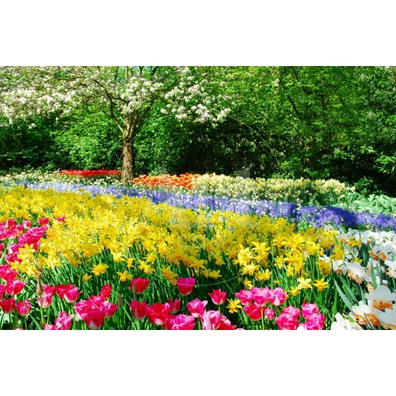 Edward Donovan 19x24 Gold Ornate Framed and Double Matted Museum Art ...