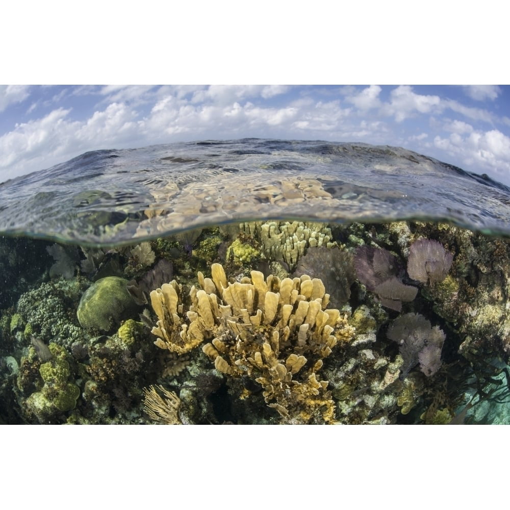 Gorgonians and reef-building corals near the Blue Hole in Belize Poster ...