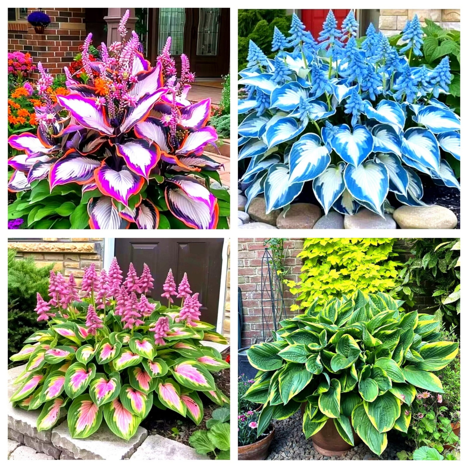 Colorful hosta potted plants, courtyard, garden, shade-tolerant ...