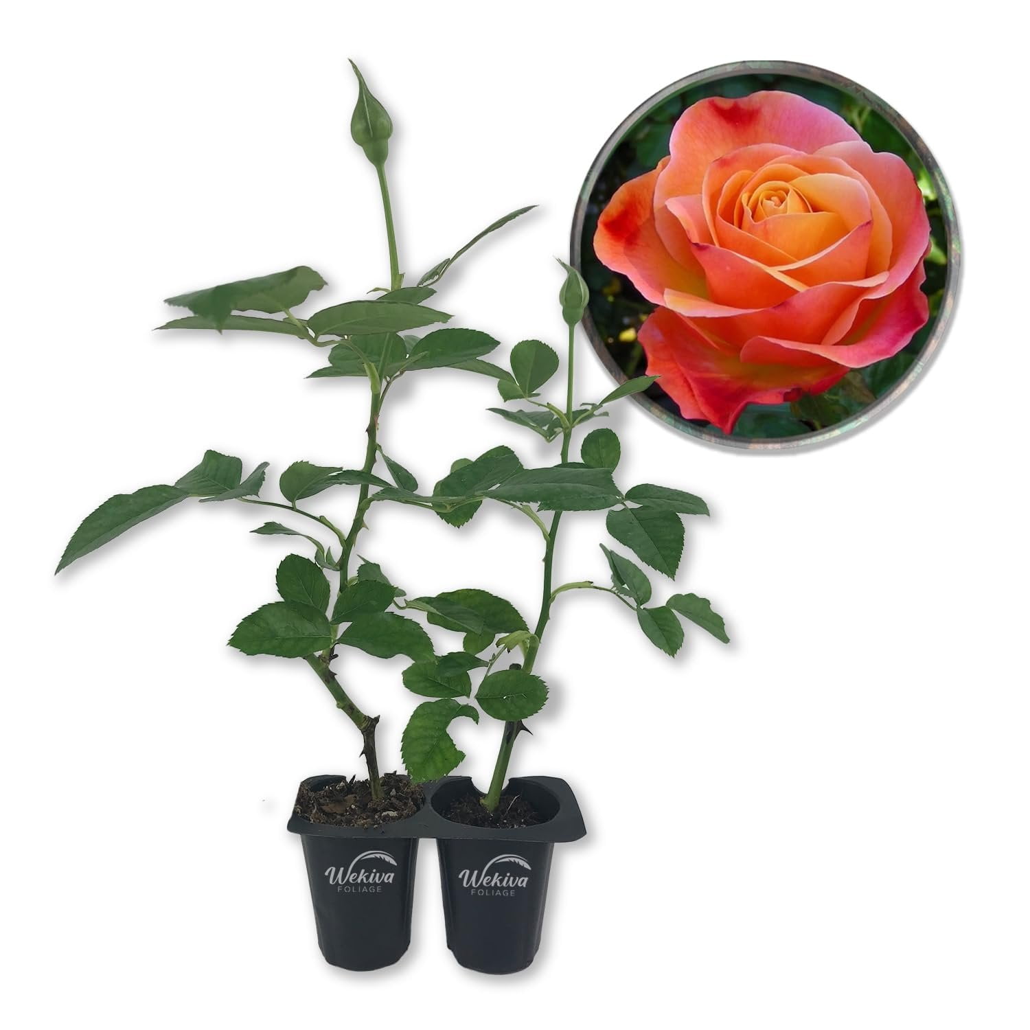 Colorific Rose Bush - 2 Live Starter Plants in 2 Inch Growers Pots ...