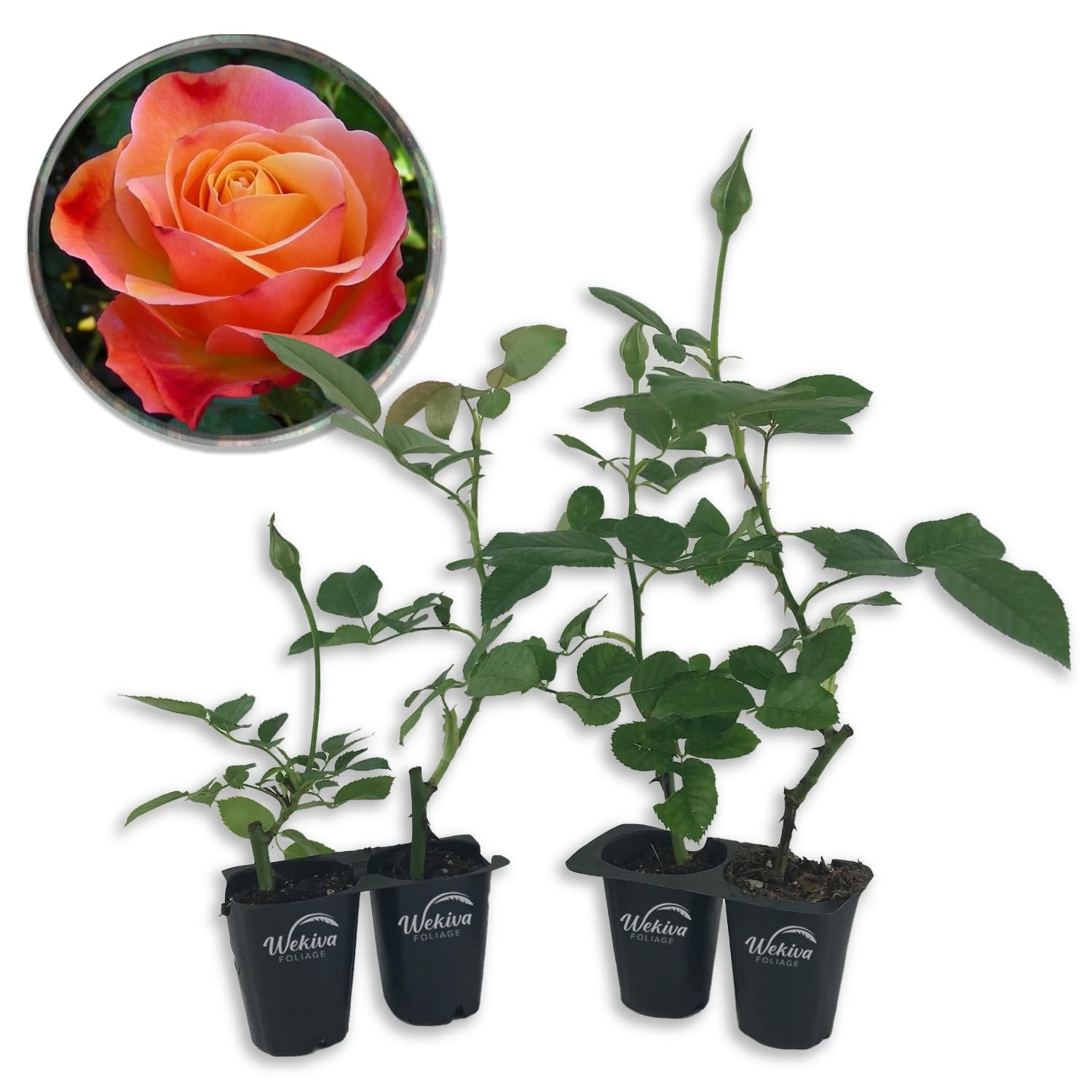 Colorific Rose Bush - 4 Live Starter Plants in 2 Inch Growers Pots ...