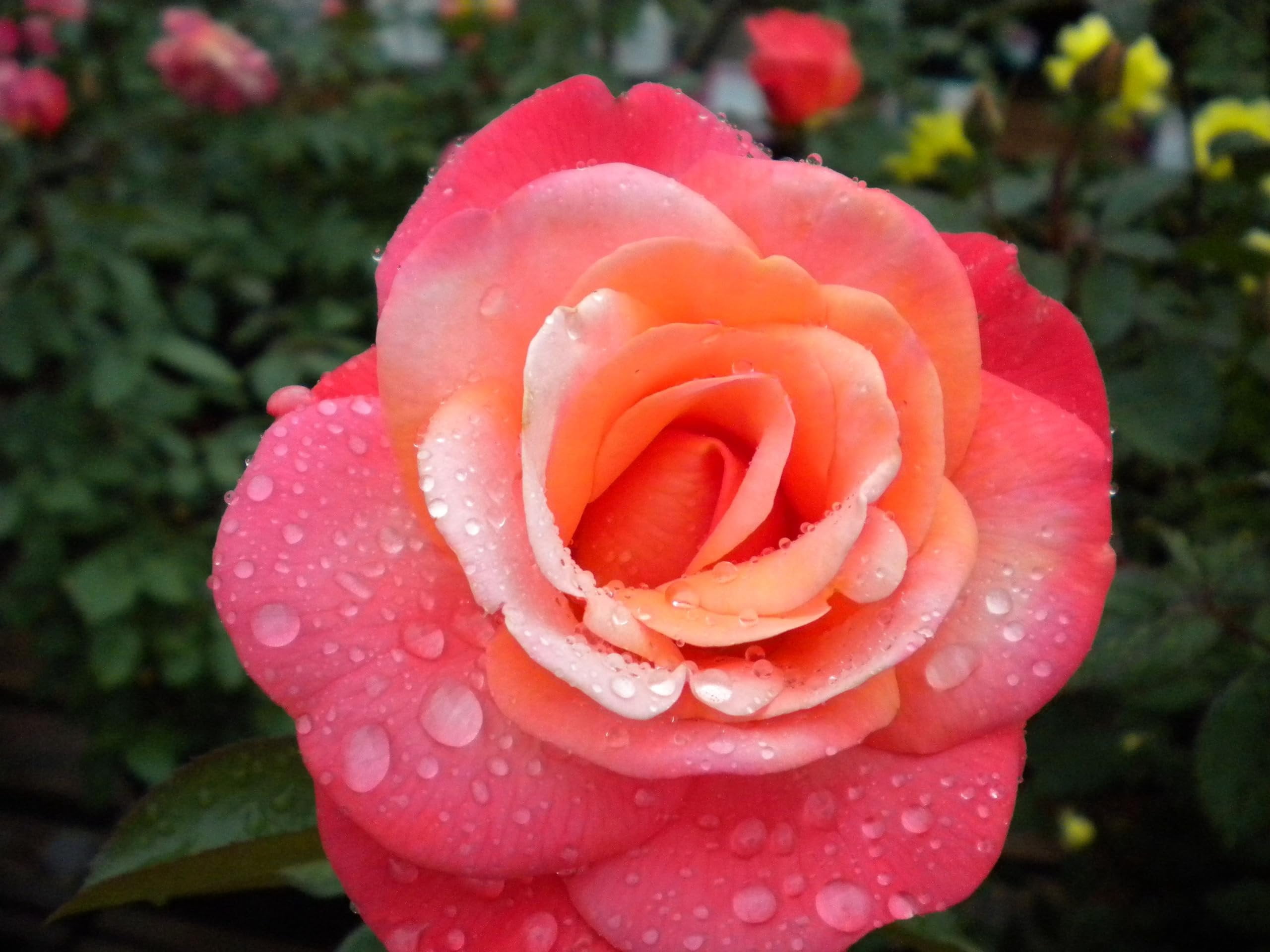 Colorific Rose Bush - 5 Live Starter Plants in 4 Inch Pots ...
