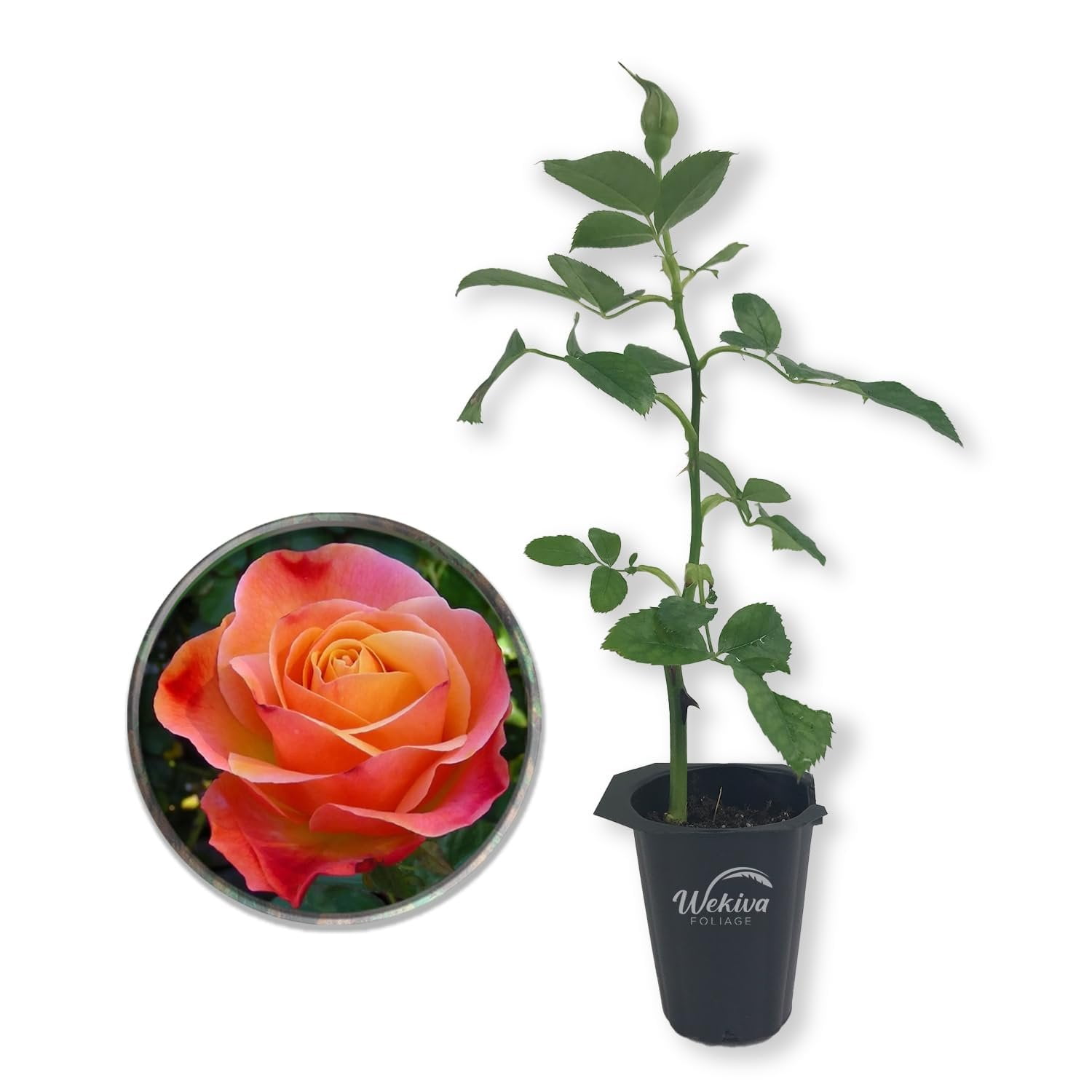 Colorific Rose Bush - Live Starter Plant in a 2 Inch Growers Pot ...