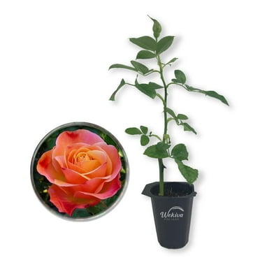 Baccara Rose Bush - Live Starter Plant in a 2 Inch Pot - Beautifully ...