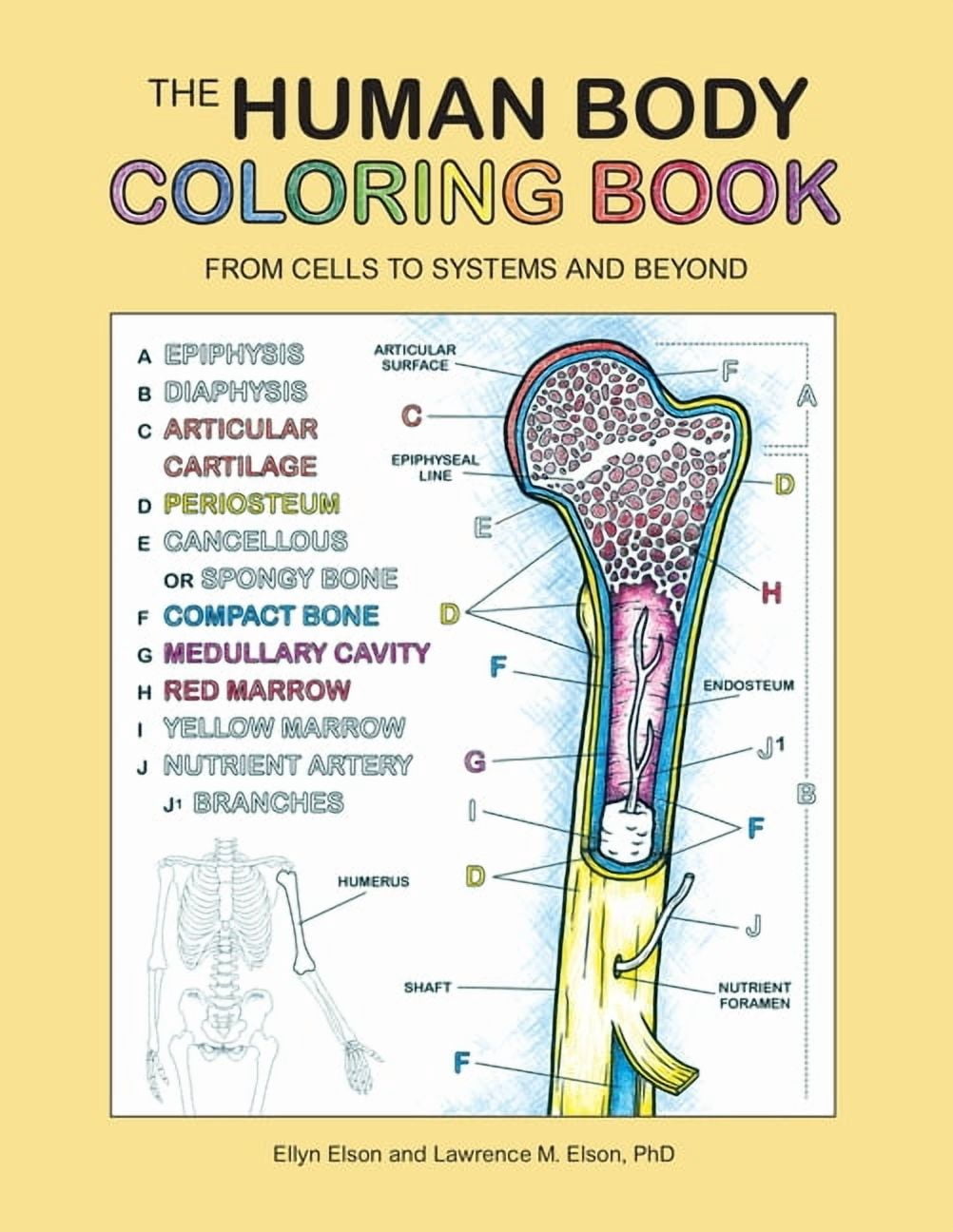 Coloring Concepts The Human Body Coloring Book: From Cells to Systems ...