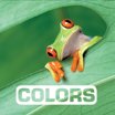 Holi Colors (Board Book) - Walmart.com