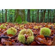 6 Chestnut Tree Seeds for Planting - Walmart.com