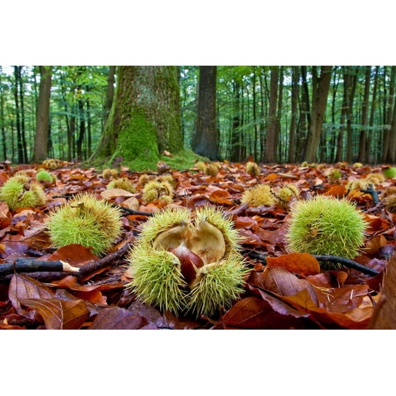 CZ Grain Colossal Chestnut Tree Seeds, Grow Large Chestnuts, 5 Fresh ...