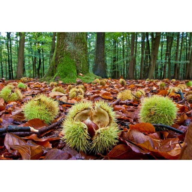 Colossal Chestnut Tree Seeds - Grow Huge Chestnuts - Castanea sp ...