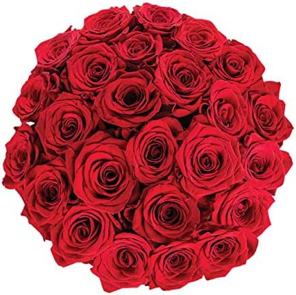 Colour Republic Fresh Cut Premium Ecuadorian Red Roses, 25 Fresh ...