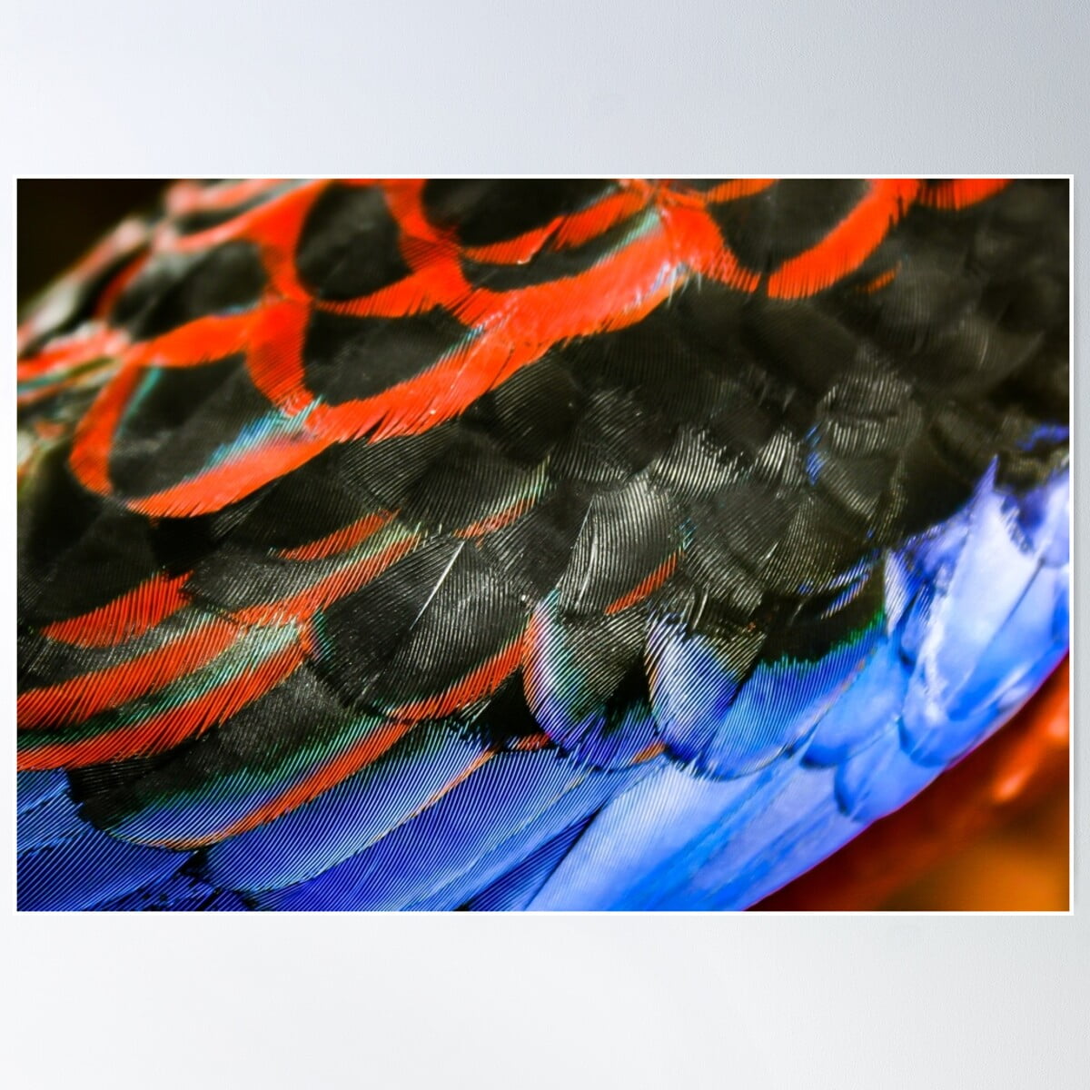 Colourful Back Feathers Of Native Australian Rosella Bird Poster Wall ...