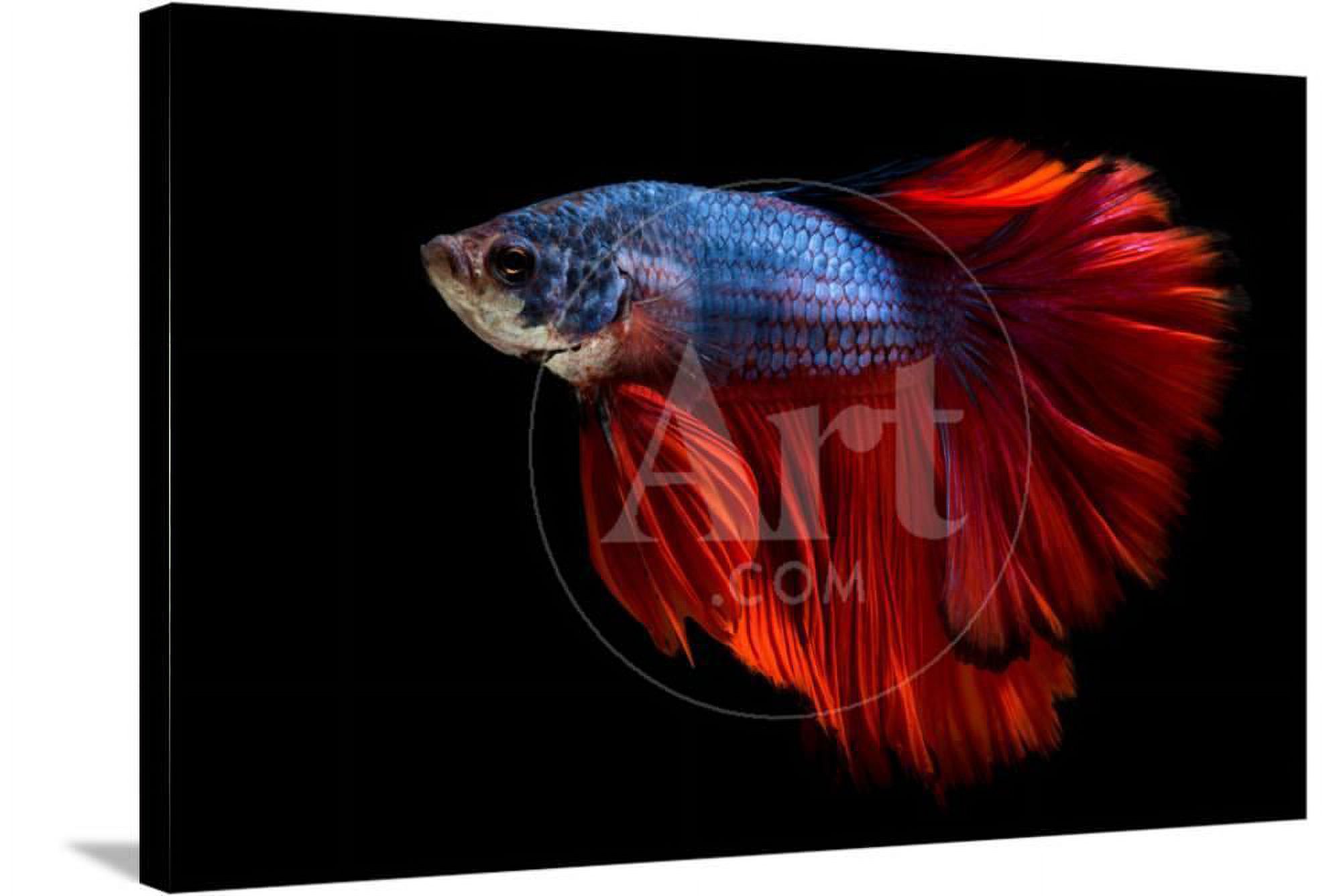 Colourful Betta Fish,Siamese Fighting Fish in Movement Isolated on ...