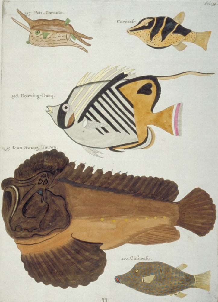 Colourful Illustration Of Five Fish Poster Print By Mary Evans Natural ...