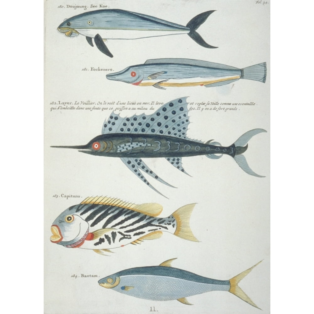 Colourful Illustration Of Five Fish Poster Print By Mary Evans Natural ...