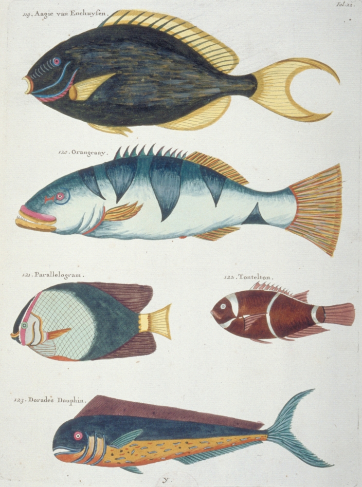 Colourful Illustration Of Five Fish Poster Print By Mary Evans Natural ...