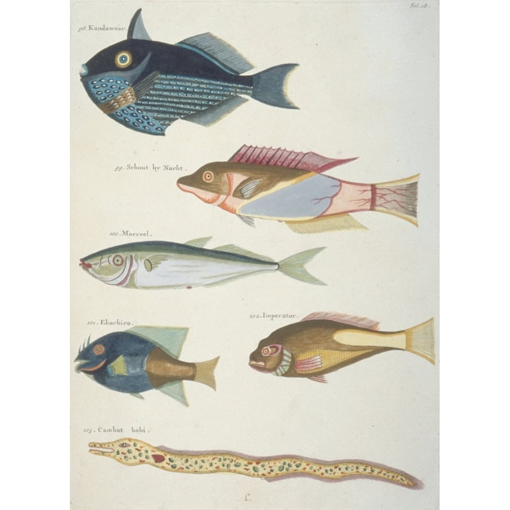 Colourful Illustration Of Four Fish And An Eel Poster Print By Mary ...