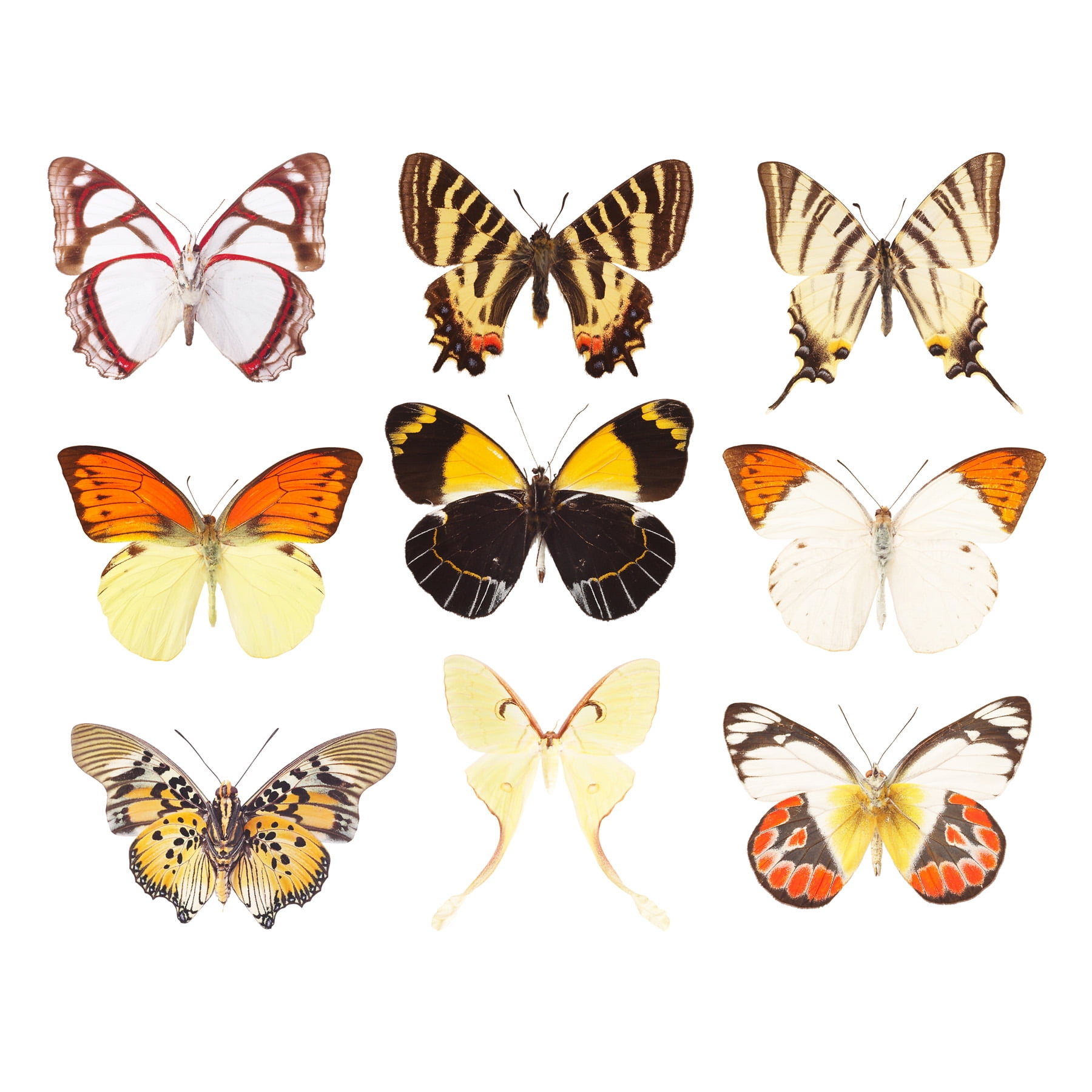 Colourful Types Nine Butterflies Butterfly Collection Various Extra ...