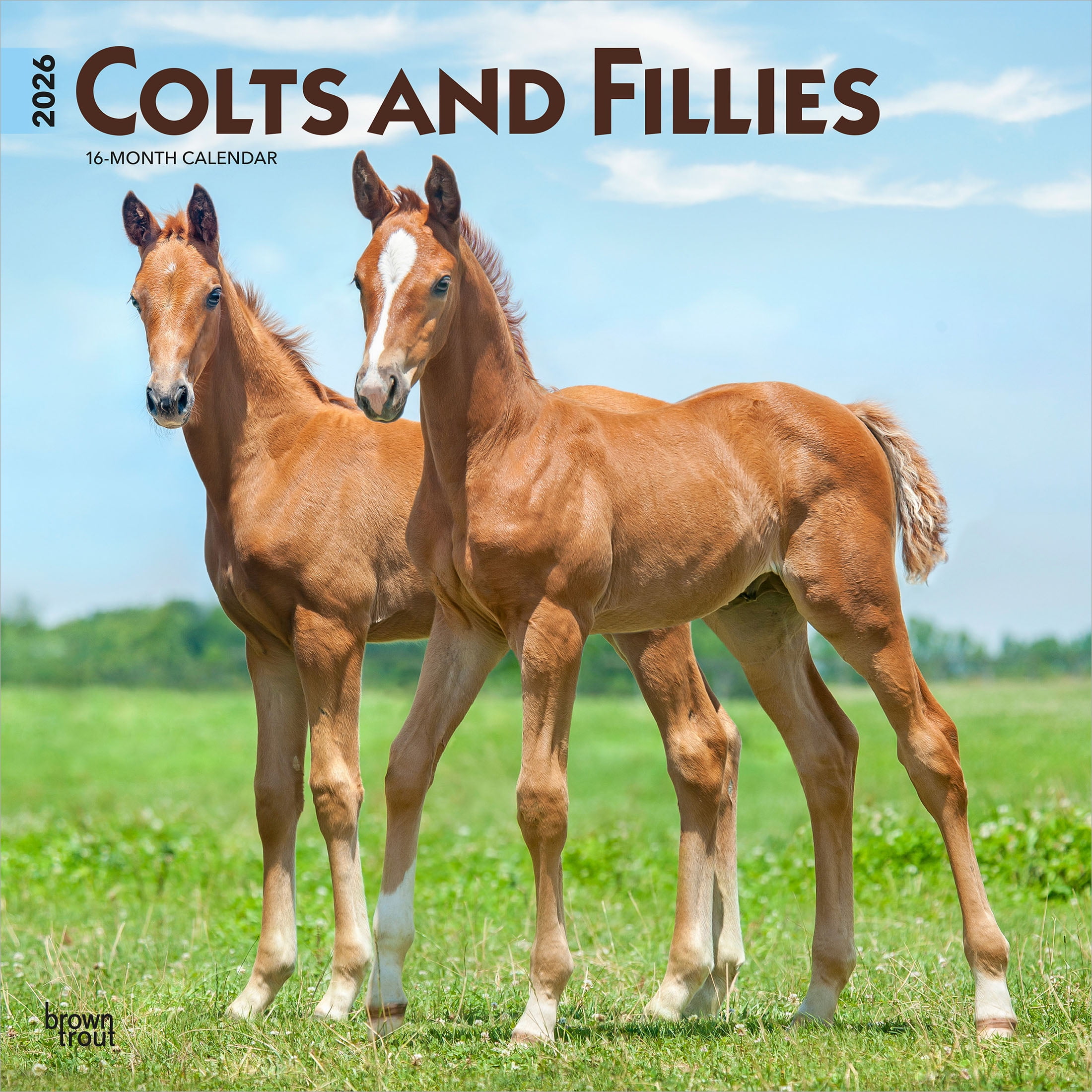 Colts and Fillies | 2026 12x24" (Hanging) Square Wall Calendar ...