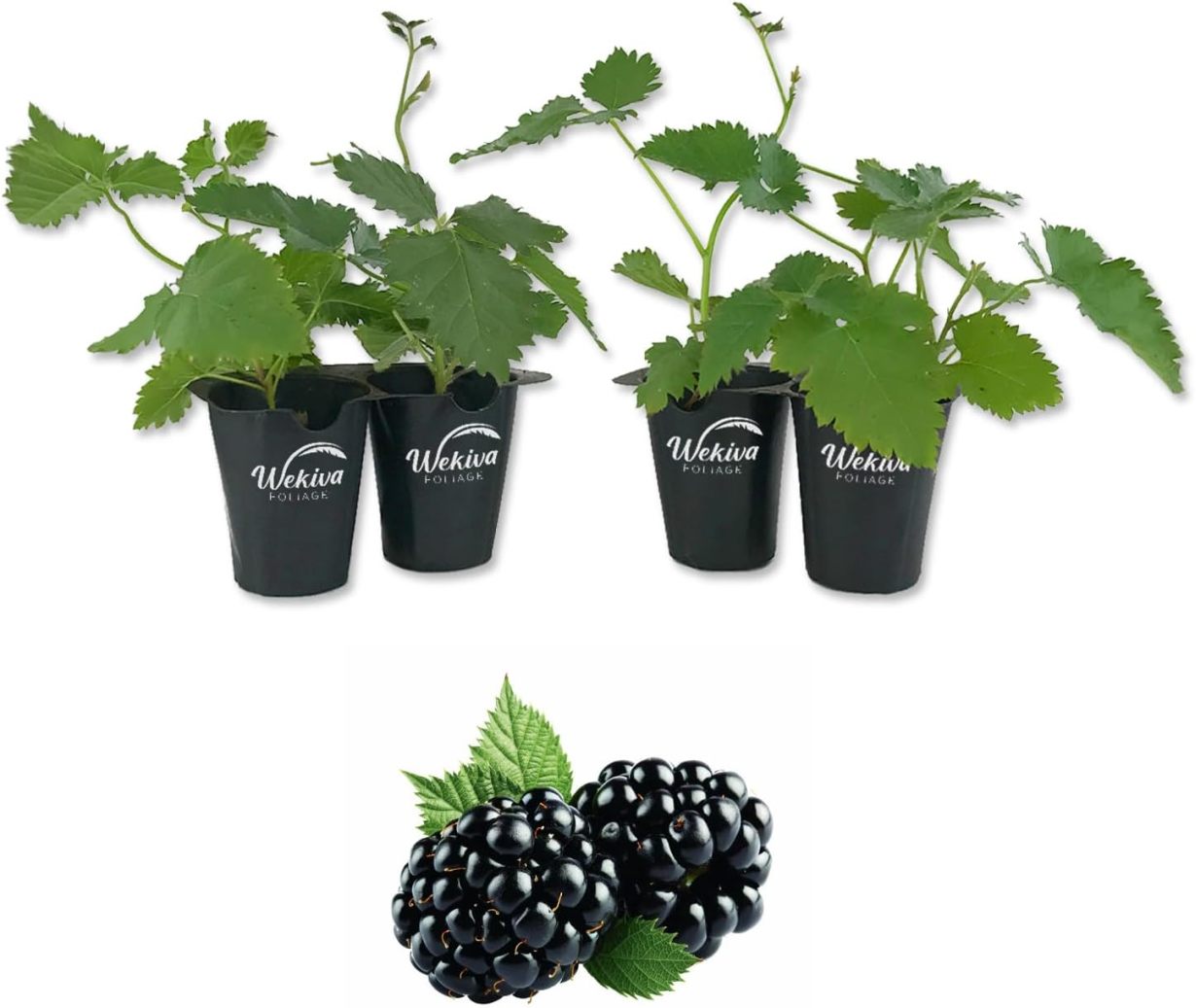 Columbia Star BlackBerry Plant - 4 Live Starter Plants in 2 Inch Pots ...