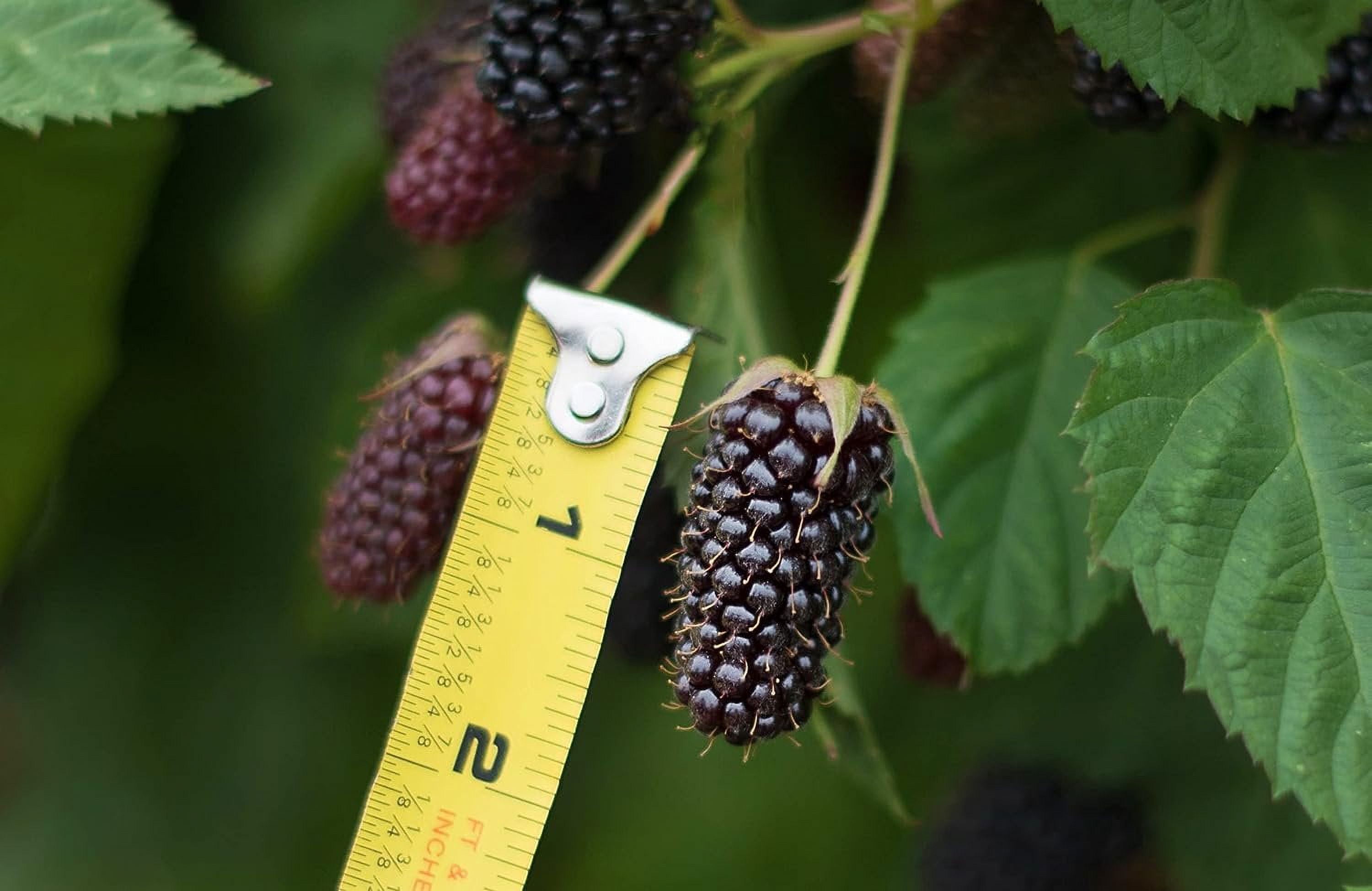 Columbia Star BlackBerry Plant - Live Plant in a 2 Inch Pot - Rubus ...