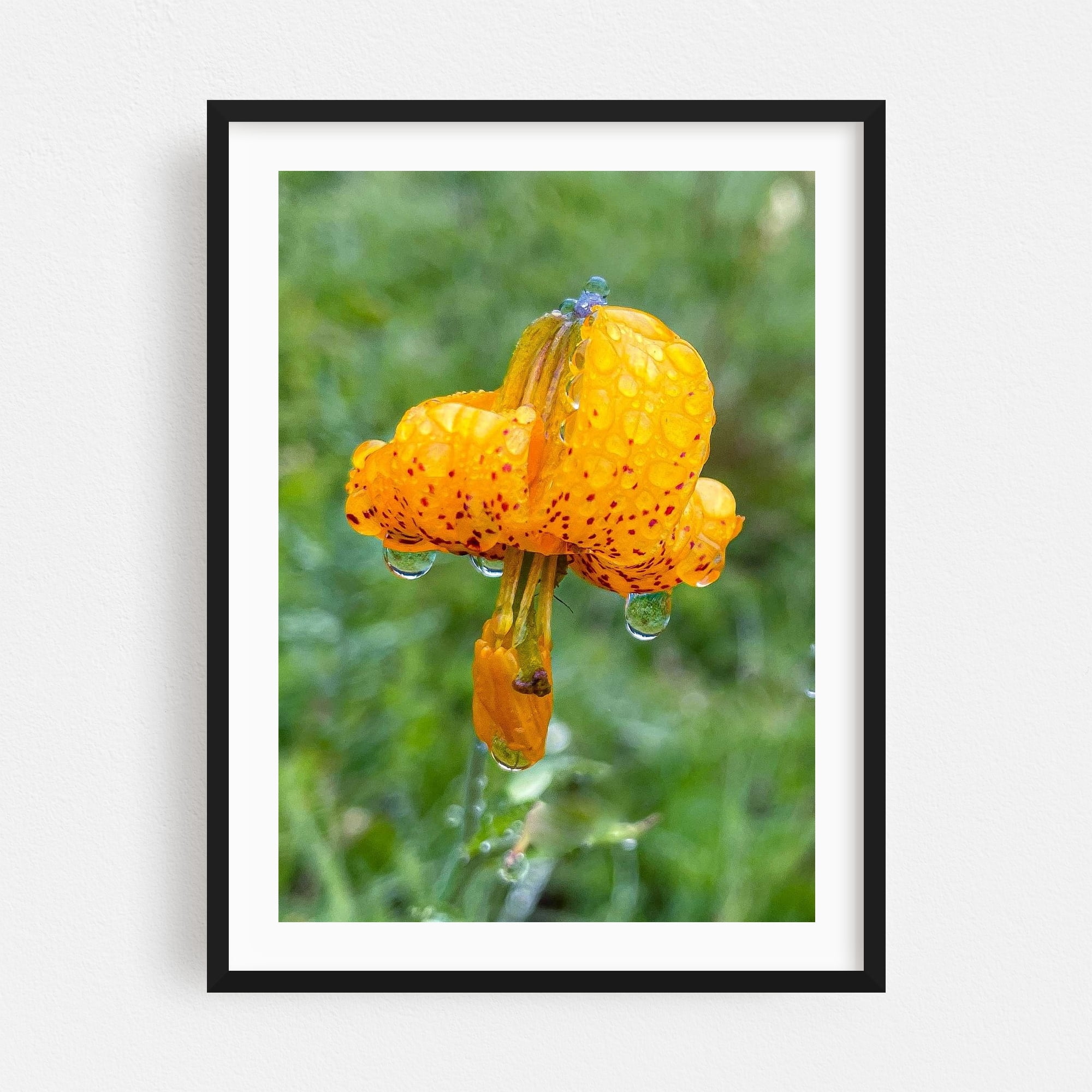 Columbia Tiger Lilly - Photography Floral Nature Botanical Flowers ...
