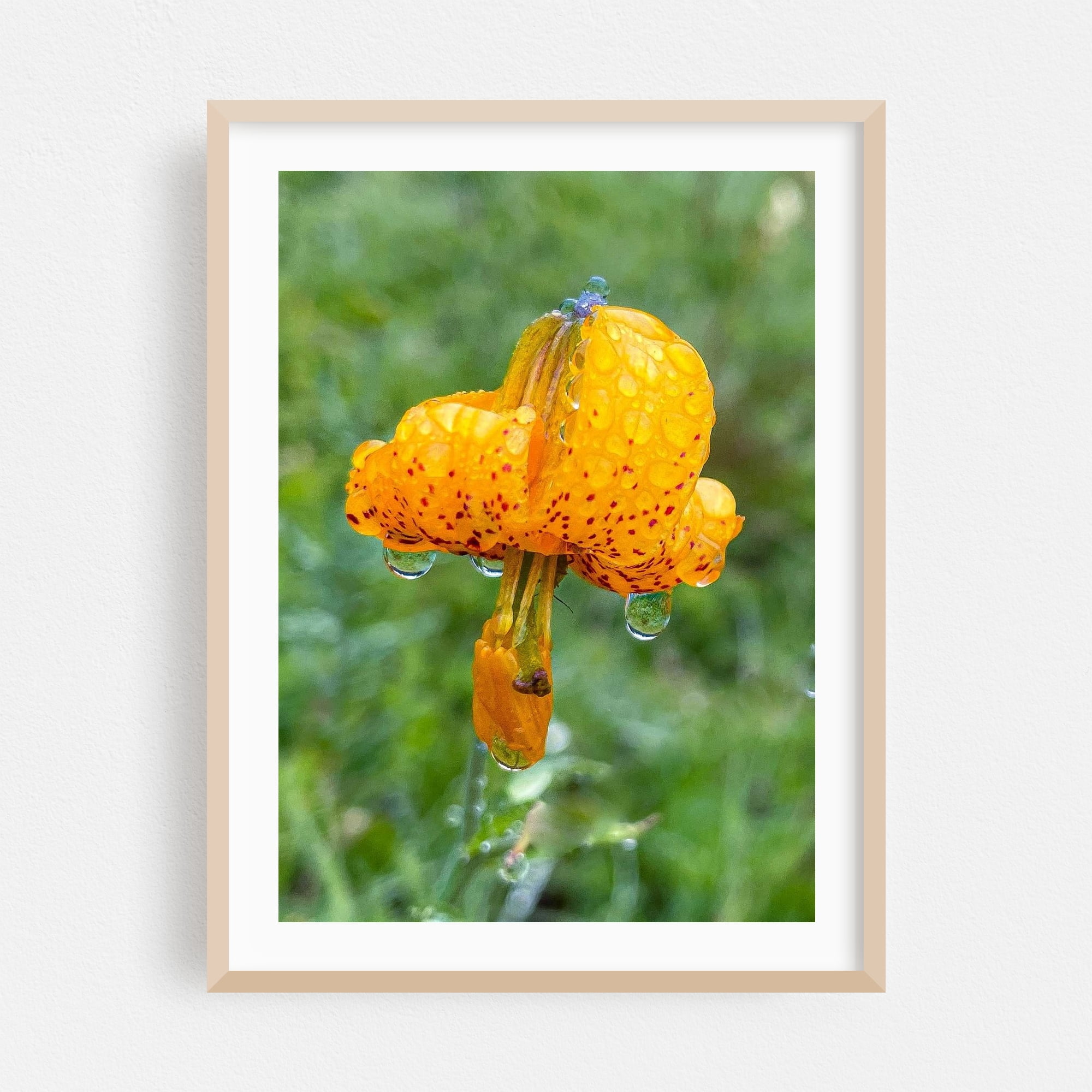 Columbia Tiger Lilly - Photography Floral Nature Botanical Flowers ...