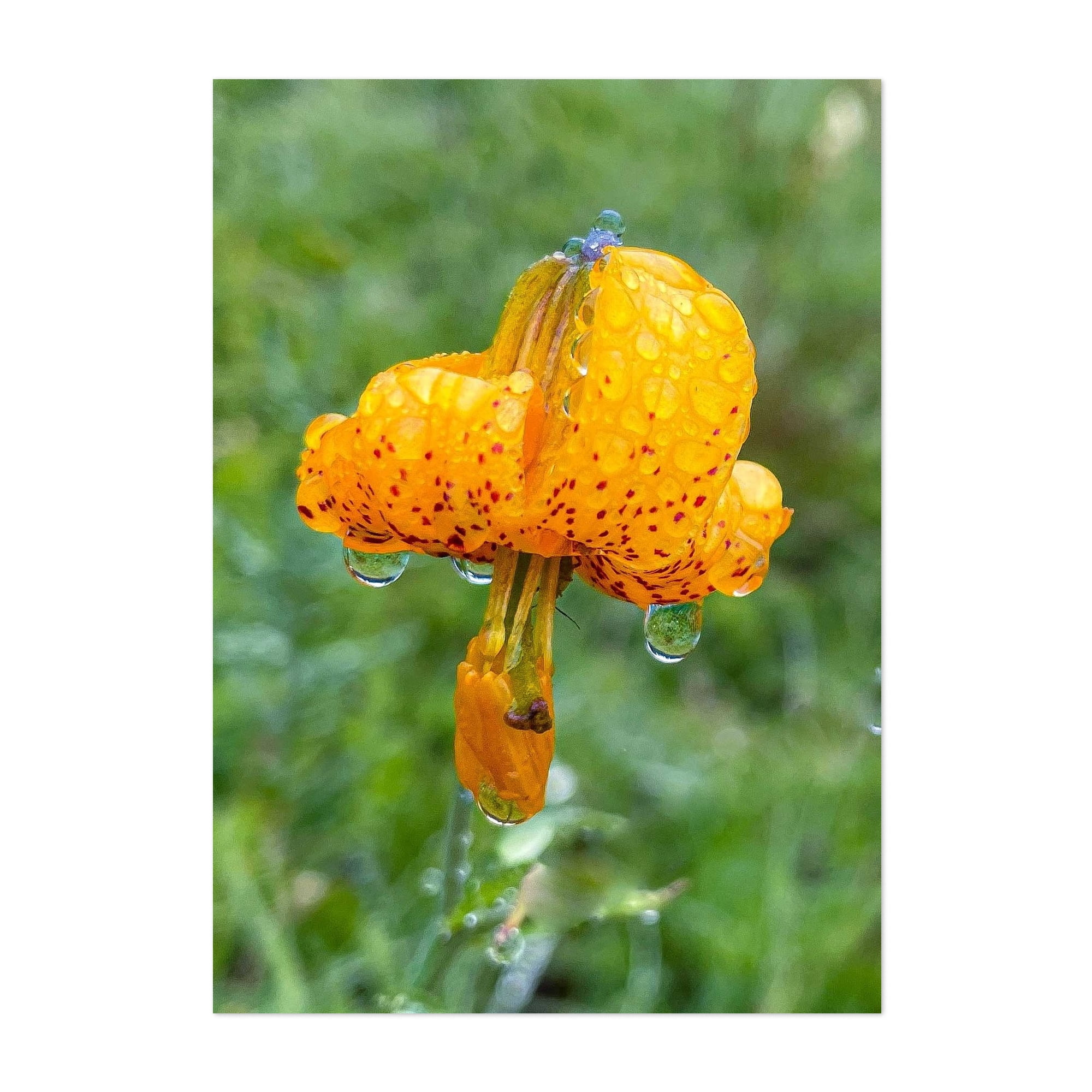 Columbia Tiger Lilly - Photography Floral Nature Botanical Flowers ...