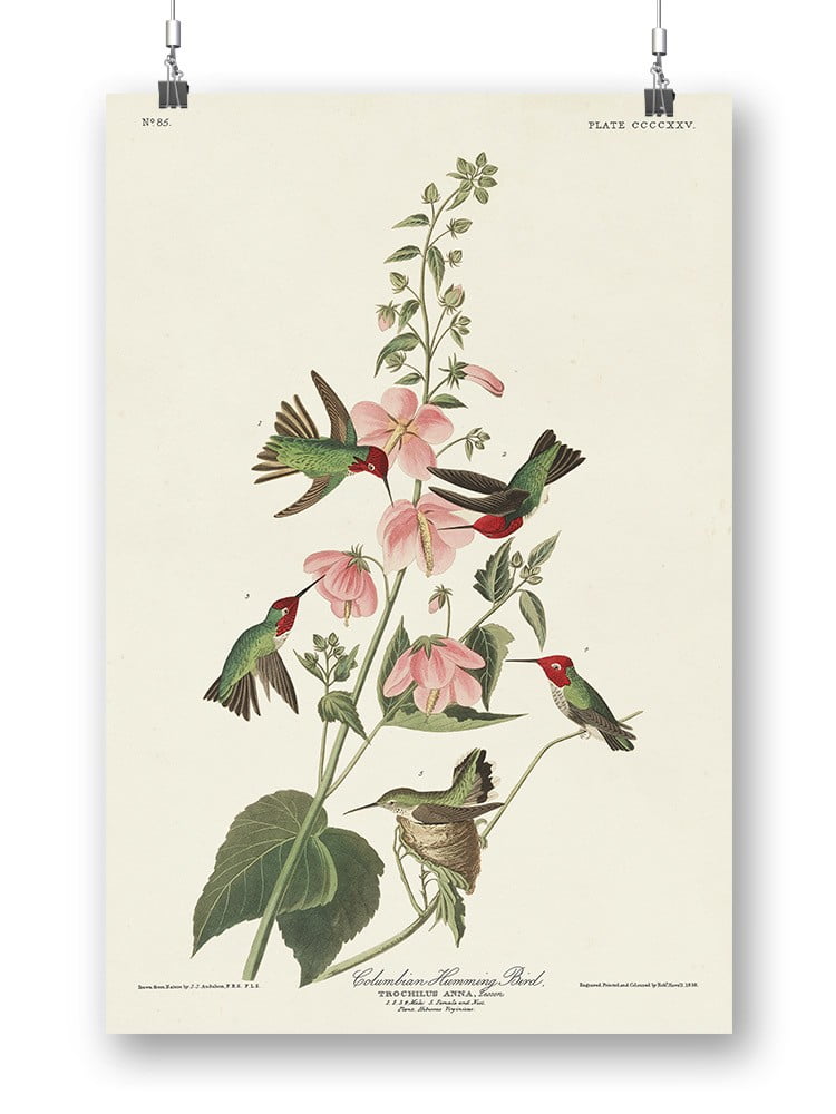 Columbian Hummingbird Poster - John James Audubon Designs, - Walmart.com