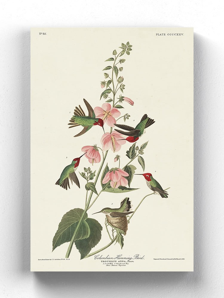 Columbian Hummingbird Wrapped Canvas -John James Audubon Designs ...