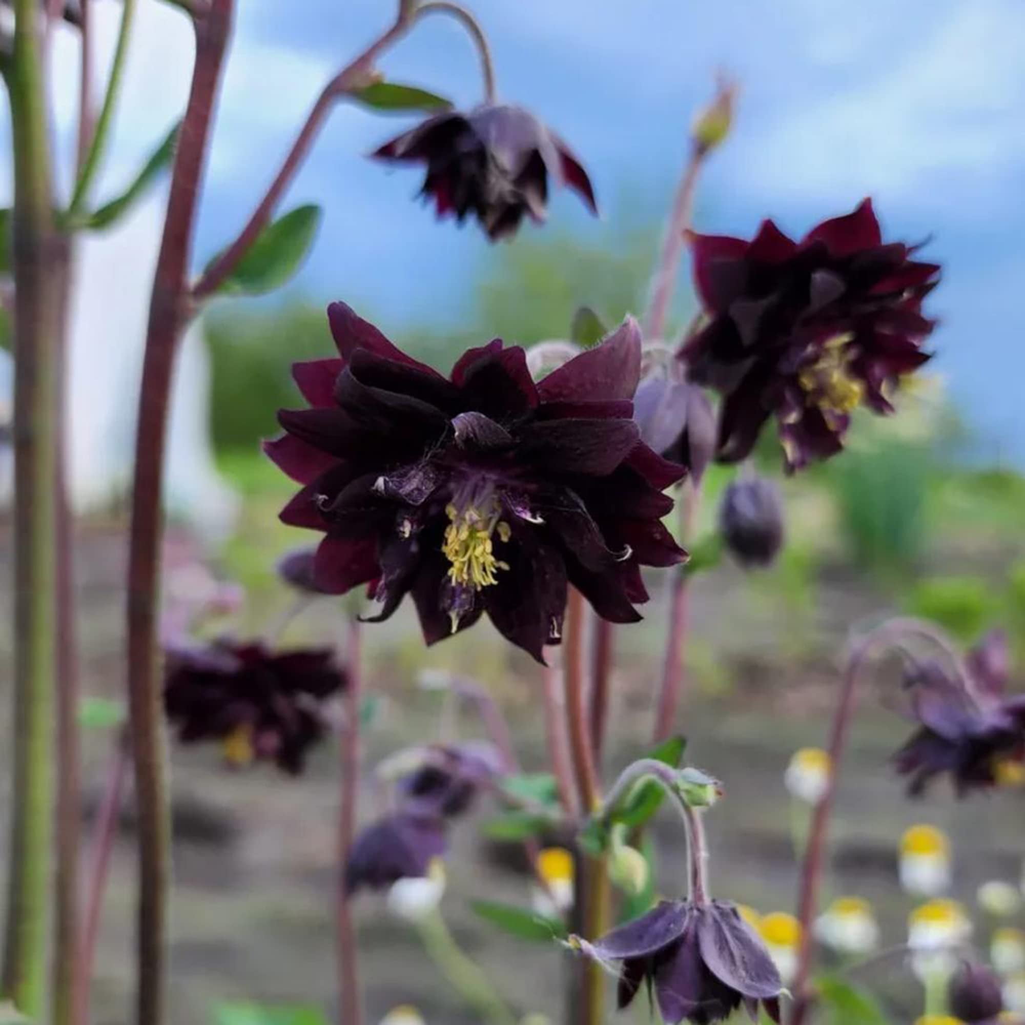 Columbine 'Black Barlow' Perennial Flowering Plant Cut H2FSDFlower ...
