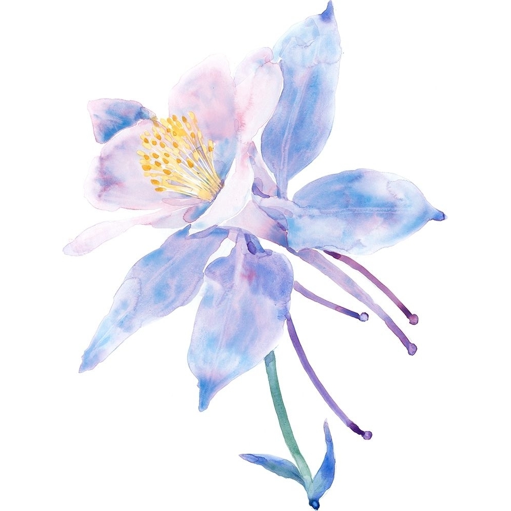Columbine Bloom II Poster Print - OToole Tim (24 x 36) - Walmart.com