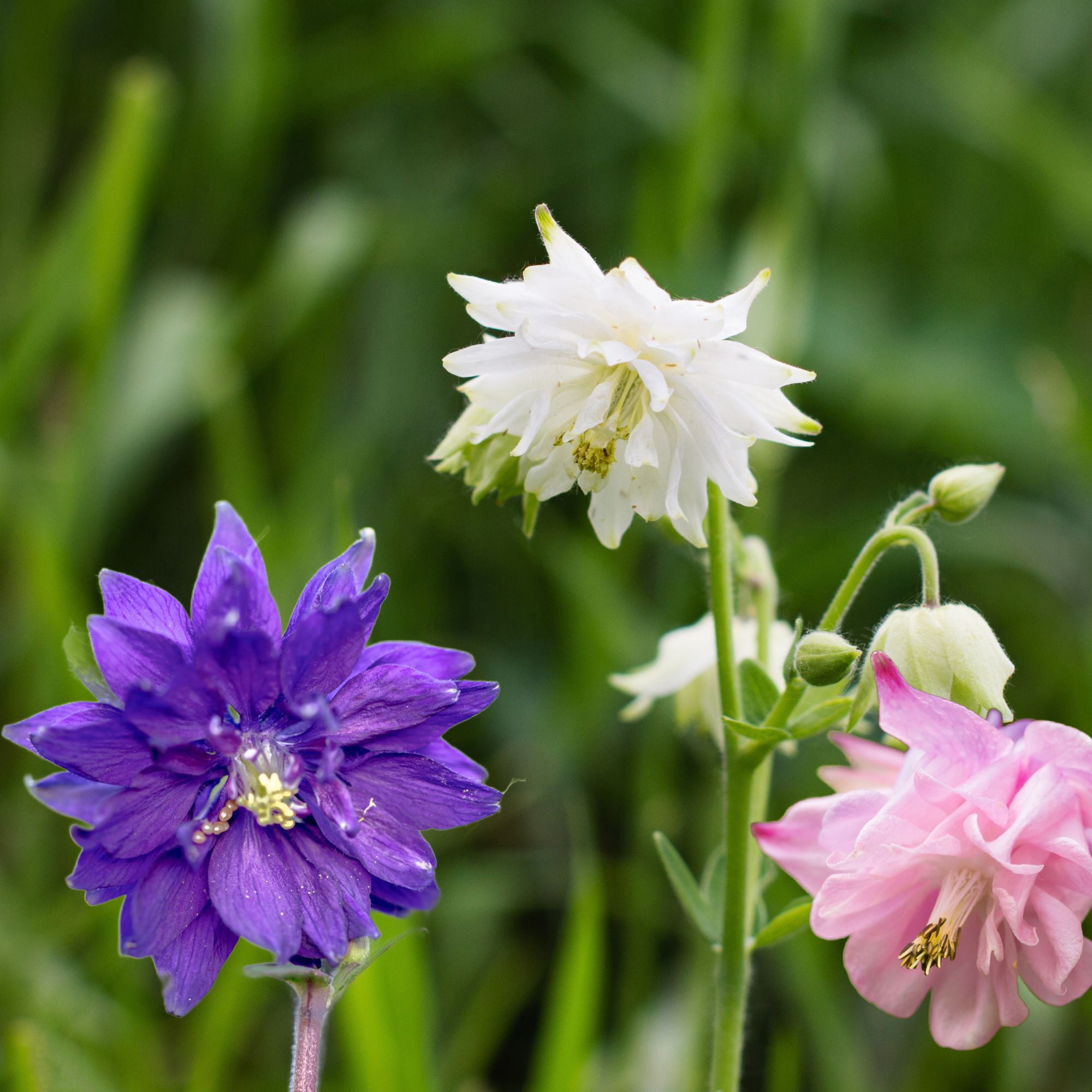 Columbine Double Mixed 4 Oz ~152,000 Seeds – Aquilegia vulgaris ...