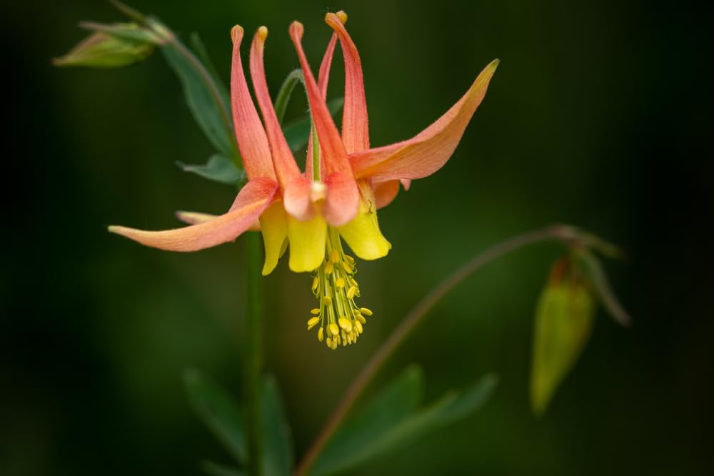 Columbine Plants for Growing, Healthy Rootstock of Columbine Flower (1 ...