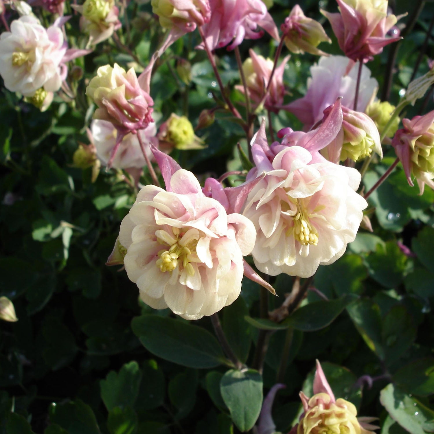 Columbine Winky Double Rose White Perennial Garden Flower Seeds - 20 ...