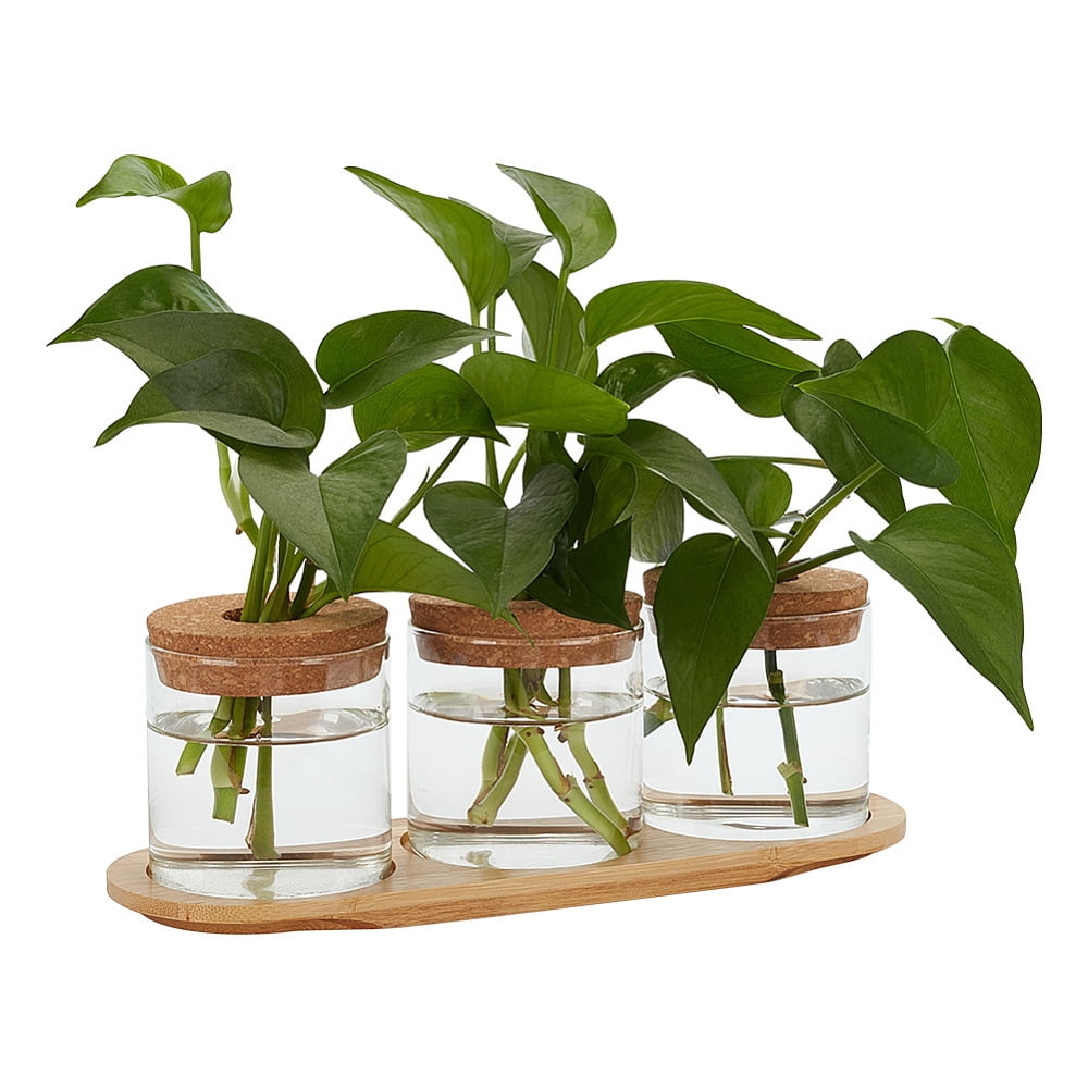 Column Glass Hydroponics Plants Pot Flower Bottle Tube Vase Set with ...