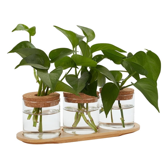 Column Glass Hydroponics Plants Pot Flower Bottle Tube Vase Set with ...