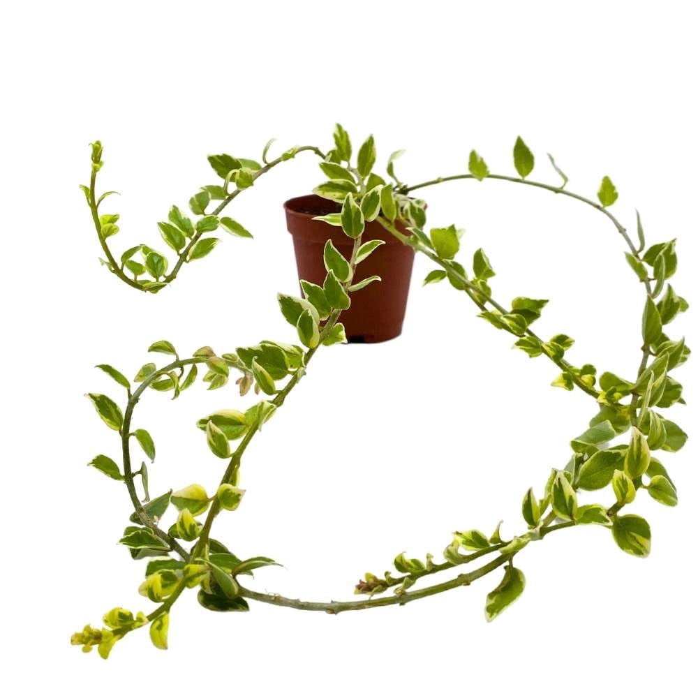 Columnea Broget Stavanger, 2 inch, Extra Long, Goldfish Plant, Lipstick ...