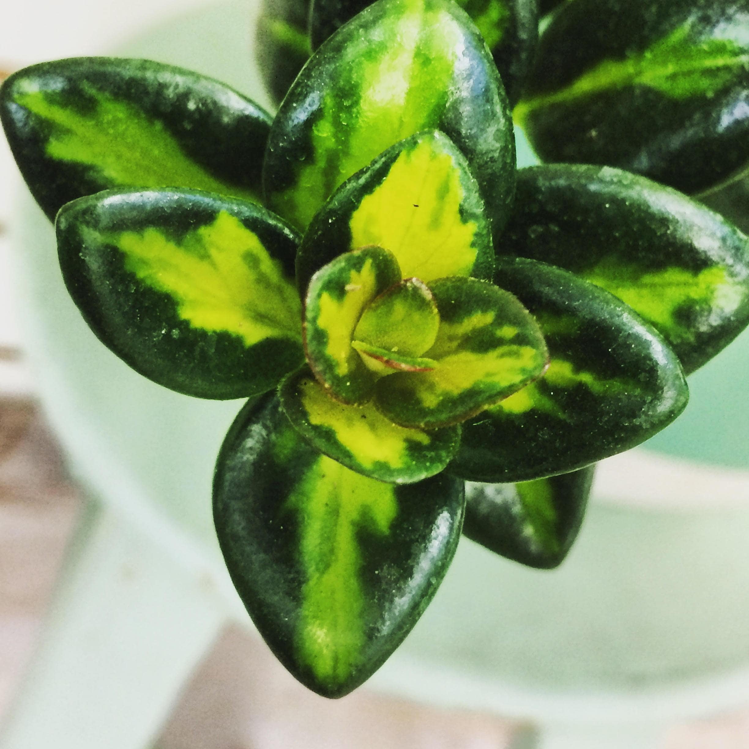 Columnea Goldfish Variegated, 2" Plant, The Plant Farm - Walmart.com