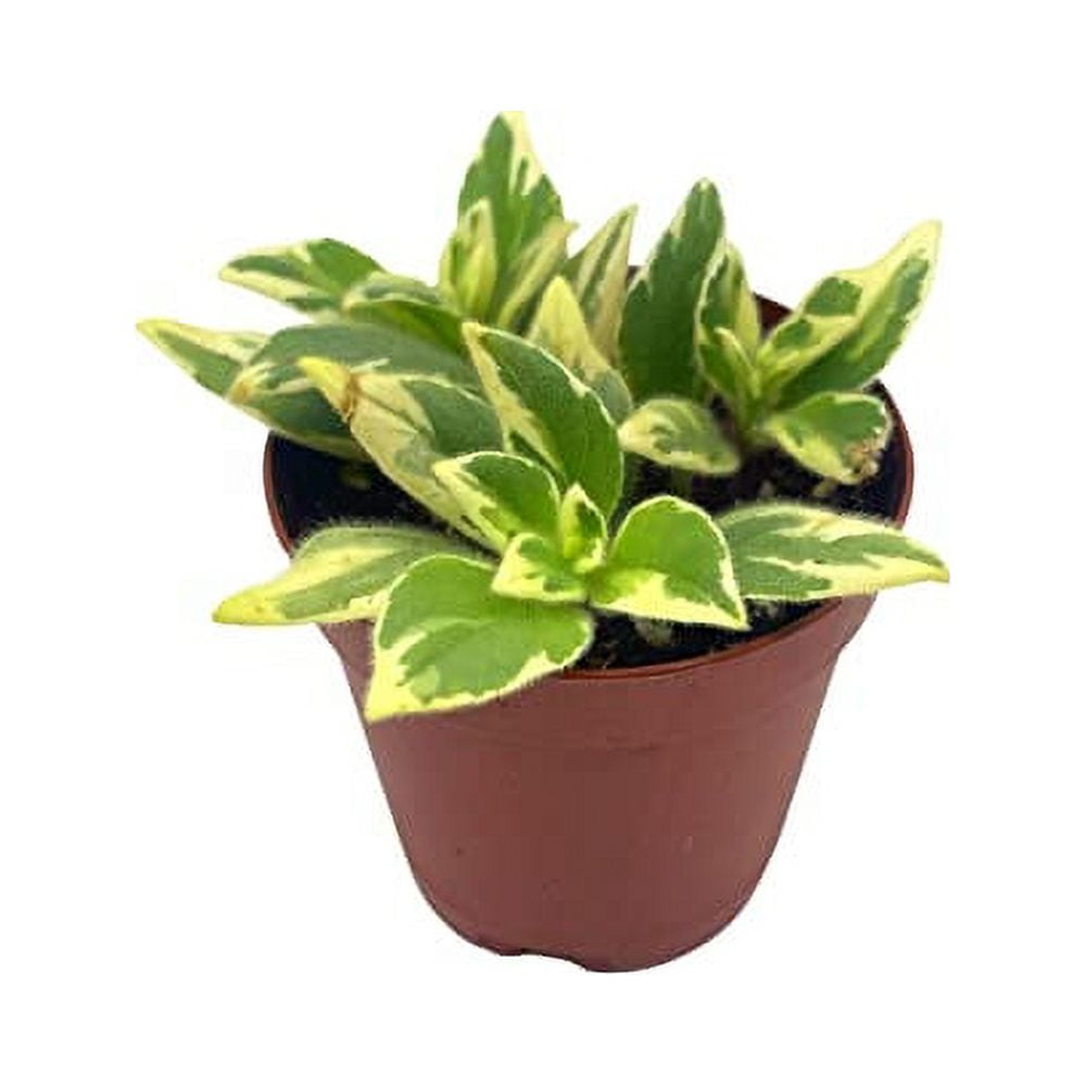 Columnea Light Prince Goldfish Plant 2 inch hirta Lipstick Tiny Mini ...