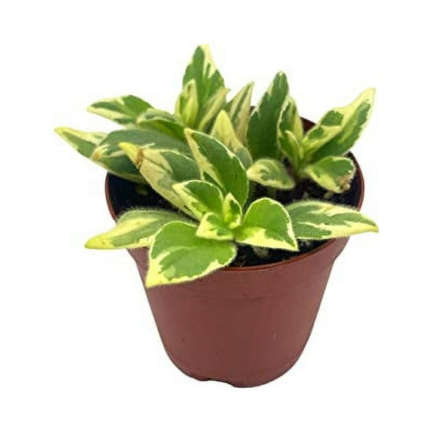 Columnea Light Prince Goldfish Plant 2 inch hirta Lipstick Tiny Mini ...