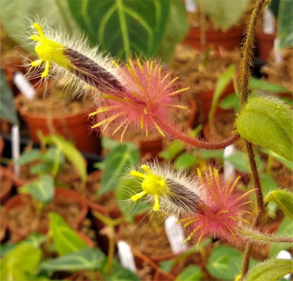 Columnea Minor US Grown Rare Gesneriad Terrarium Plant - Walmart.com