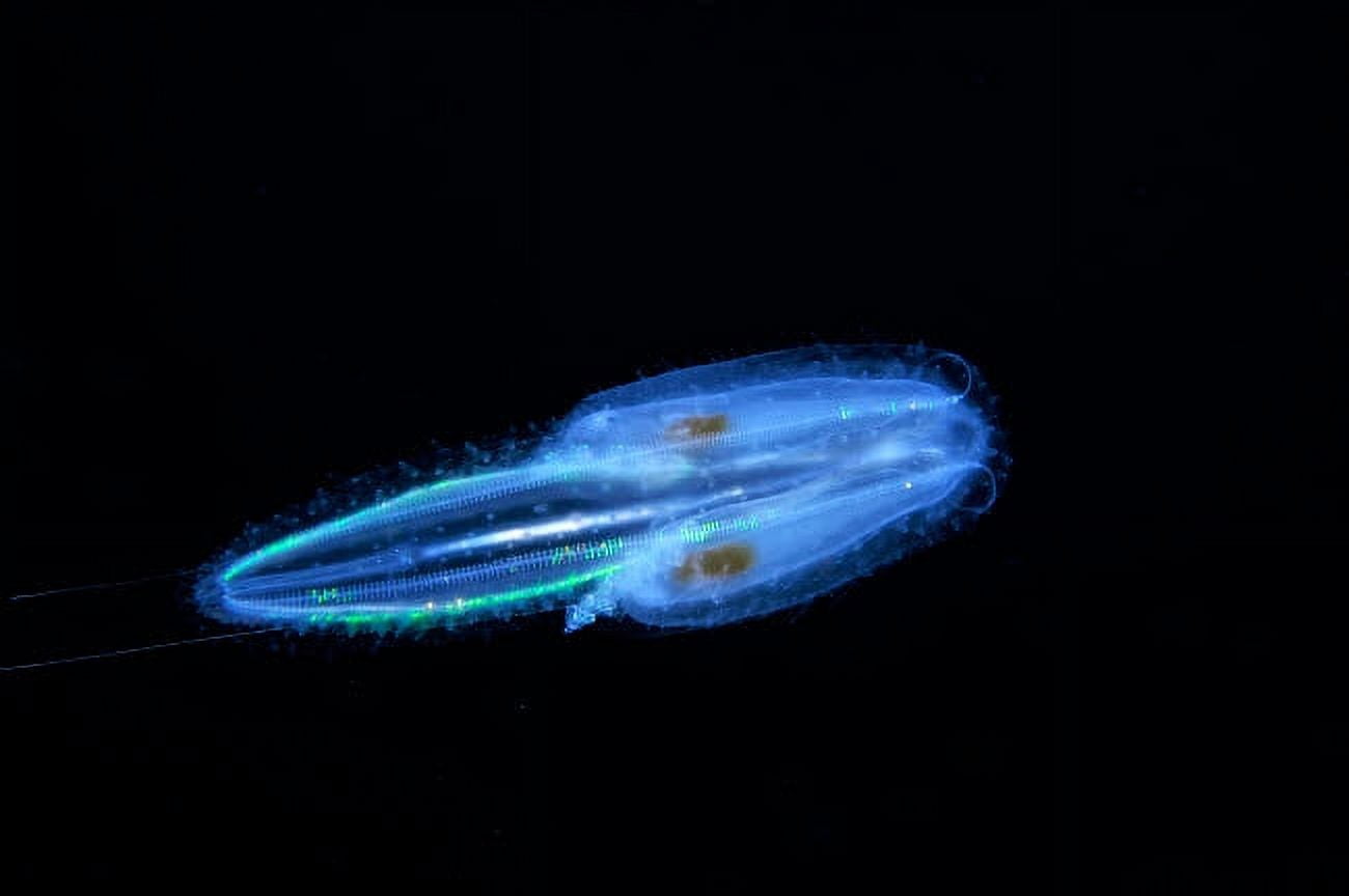 Comb jelly, a pelagic ctenophore, at night, Kona, Hawaii Poster Print ...