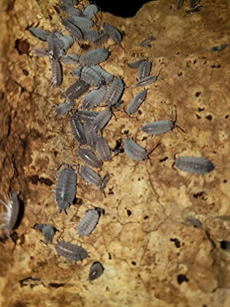 Combo Pack 20+Powder Blue Isopod and Springtail - Walmart.com