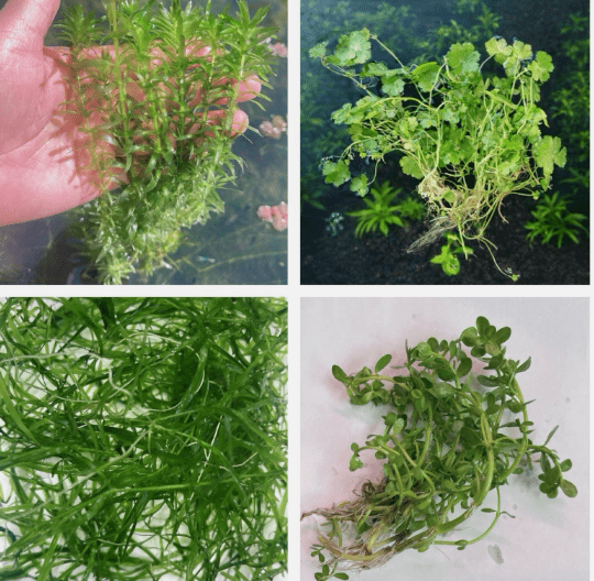 Combo Pack of 4 Species Live Aquarium Plants – Freshwater Aquatic Plant ...