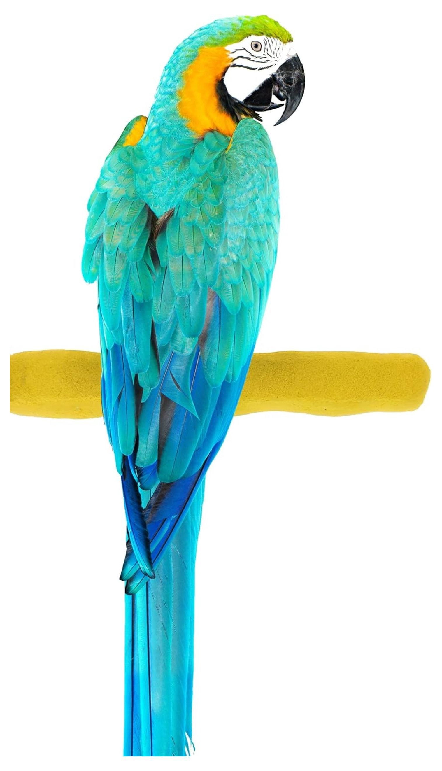 Comfort Grip Safety Perch for Cages - Pedicure Perch for to Keep and ...