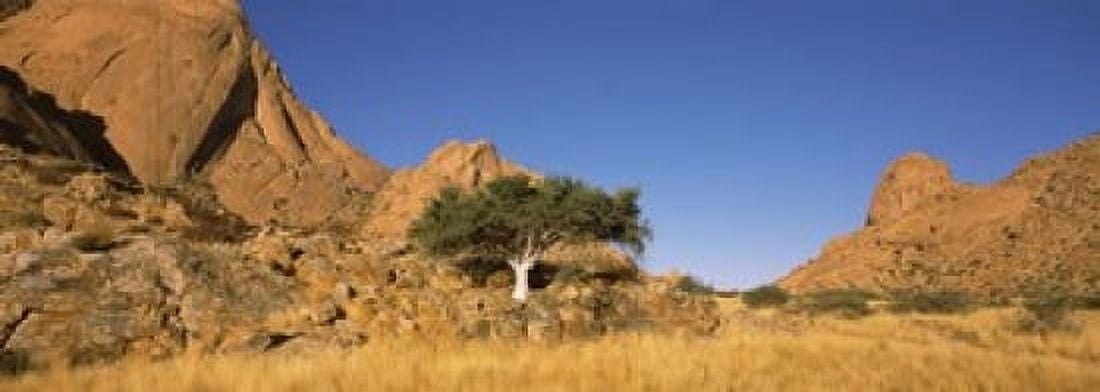 Commiphora spp tree in a desert, Spitzkoppe, Namib Desert, Namibia ...